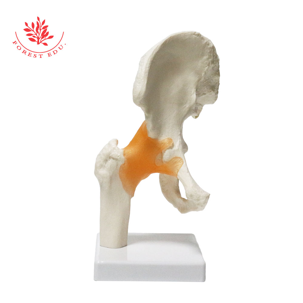 Life Size Human Hip Joint Model With Ligaments - Frt028 Teaching Supply ...