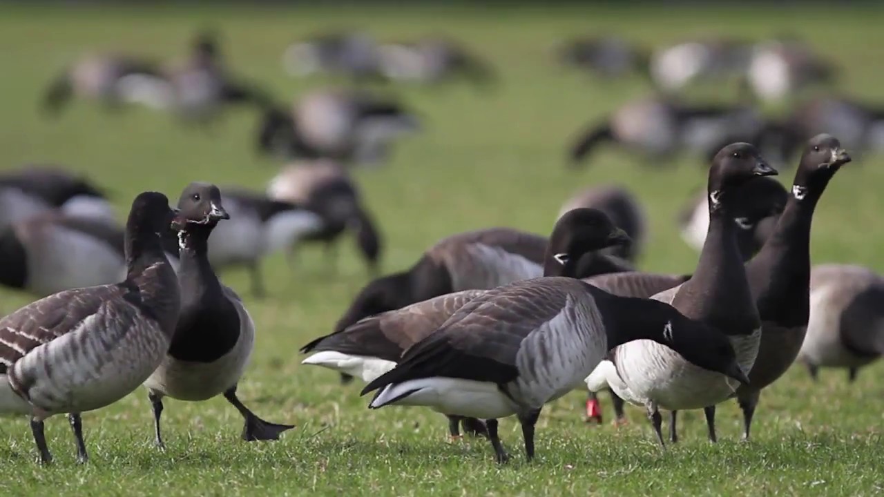 Pse - Razorback Jr Recurve Bow คุณภาพสูง Pse - Razorback Jr Recurve Bow ...