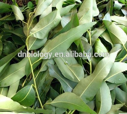 Eucalyptus Extract Powder Manufacturer, Supplier, Exporter/eucalyptus ...