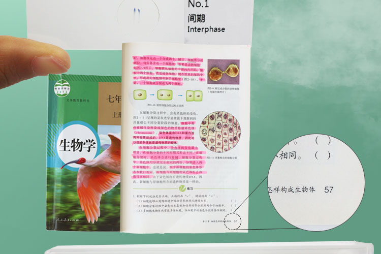 Mitosis Slides Set - Onion Root Tip 5pcs - Frt1001 - Plant Genetics And ...