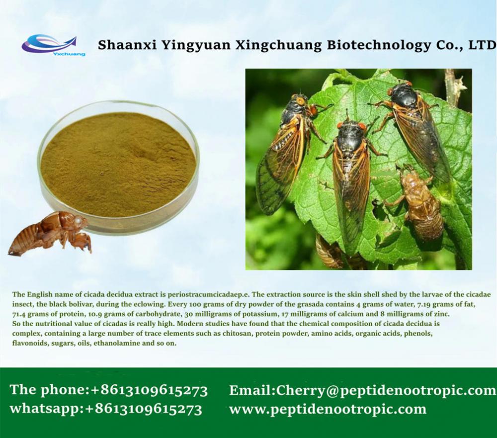 Cicadae Periostracum Cicada Slough Extract Powder, High Quality Cicadae ...