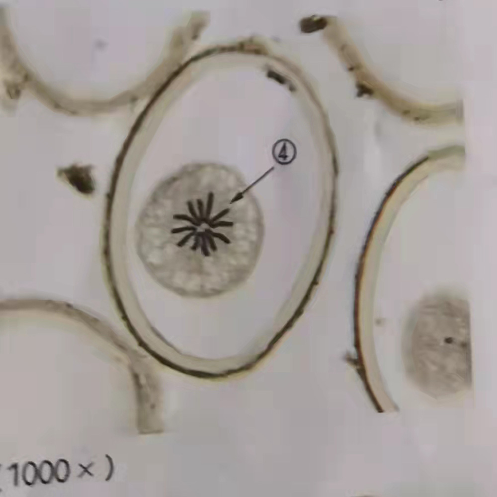Educational Microscope Slides: Ascaris Lumbricoides Mitosis, High ...