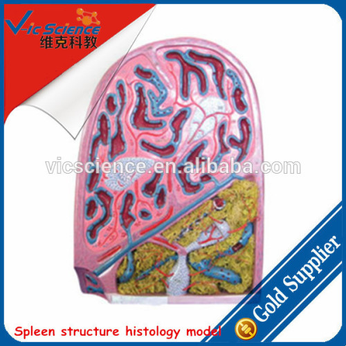 Spleen Structure Histology Model, High Quality Spleen Structure ...