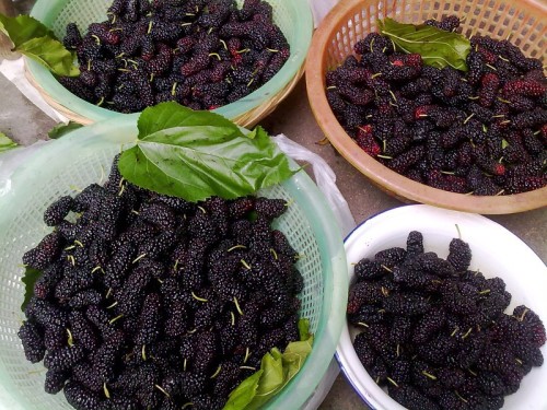 buah raspberry kering