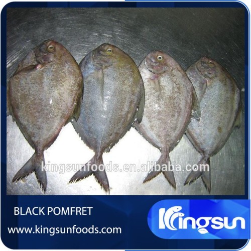 Frozen Black Pomfret Fish, High Quality Frozen Black Pomfret Fish on ...
