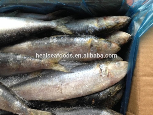 Frozen Fish - Sardines (10cm+), High Quality Frozen Fish - Sardines ...
