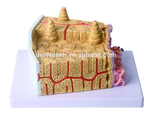 Bone Structure Model , Bone Osteon System, The Structure Of Bone, High ...