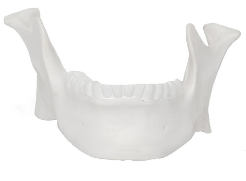 Mandibular Model, High Quality Mandibular Model on Bossgoo.com