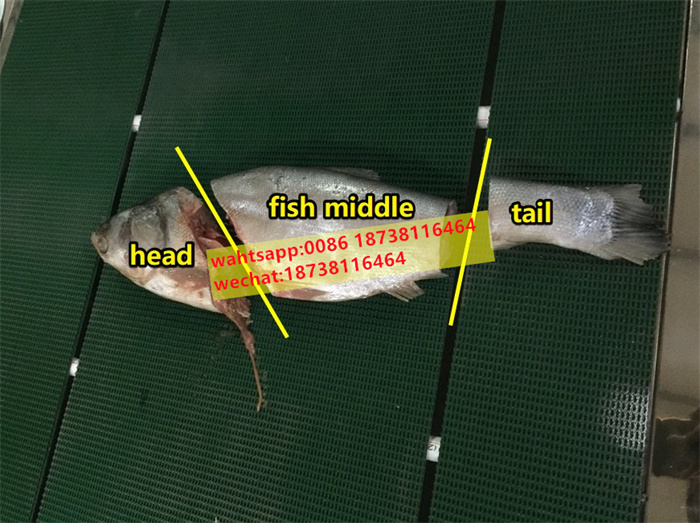 High Performance Fish Head Tail Removal And Segmentation Machine For ...