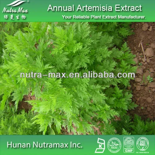High Quality Annual Artemisia Extract,cas No:63968-64-9, High Quality High Quality Annual ...
