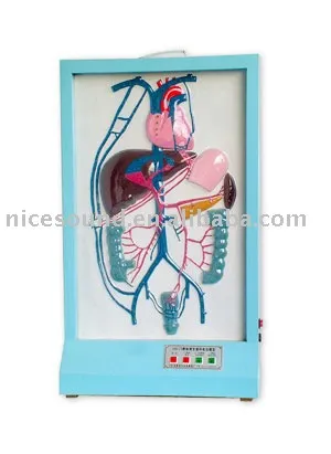 The Electric Model Of Portal Vein Collateral Circulation Medicine Model ...