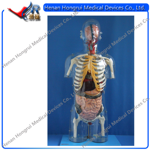 Human Transparent Anatomy Torso Model, Advanced Medical Anatomical ...
