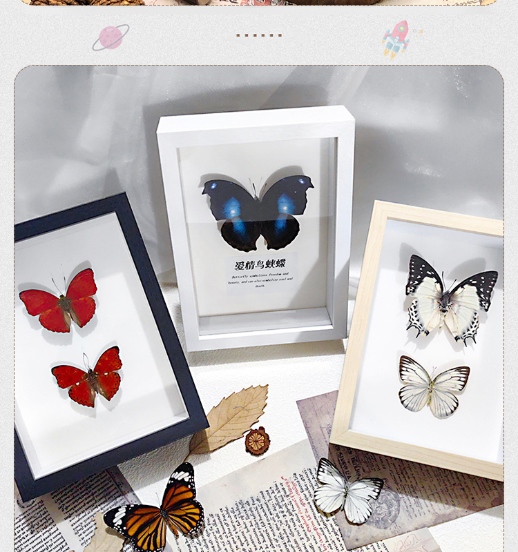 Beautiful Real Butterfly Taxidermy Specimen Photo Frame Collection ...
