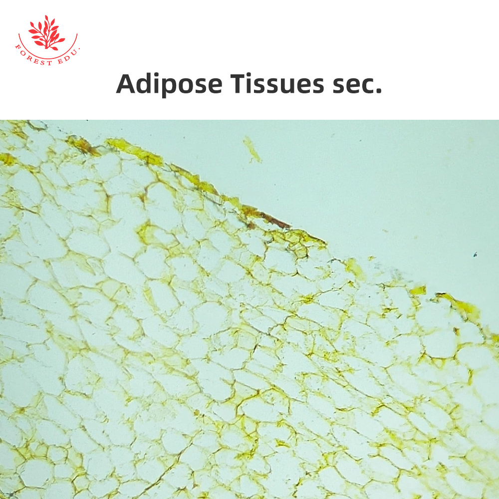 Histology Microscope Slides: Connective Tissue, Hyaline Cartilage, And ...