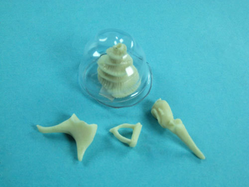 Human Ear Bone Model Set, High Quality Human Ear Bone Model Set on ...