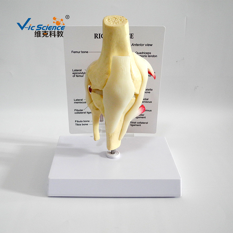 Human Right Knee Skeleton Anatomy Medical Model, High Quality Human ...
