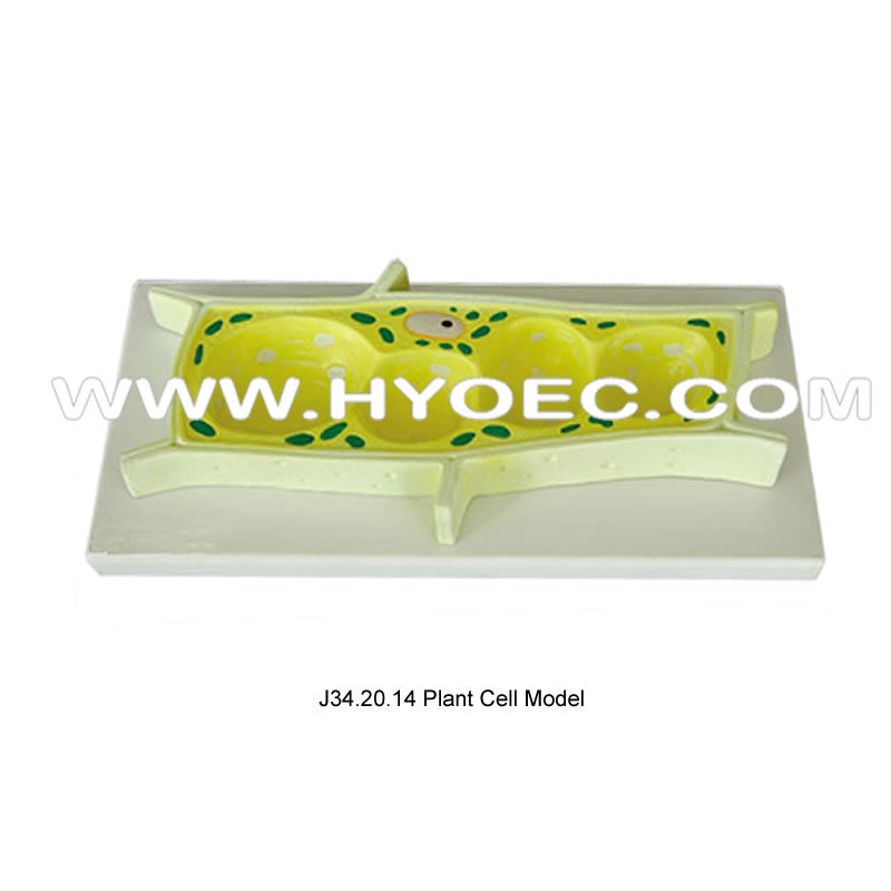 Exploring Plant Cell Models: An Interactive Approach To Biology ...