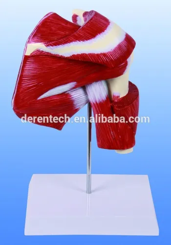 Shoulder Muscle, Muscles Of Shoulder, Human Shoulder Muscle Model, High ...