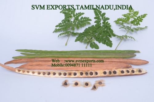 Moringa Pkm1 Seed Suppliers India, High Quality Moringa Pkm1 Seed ...
