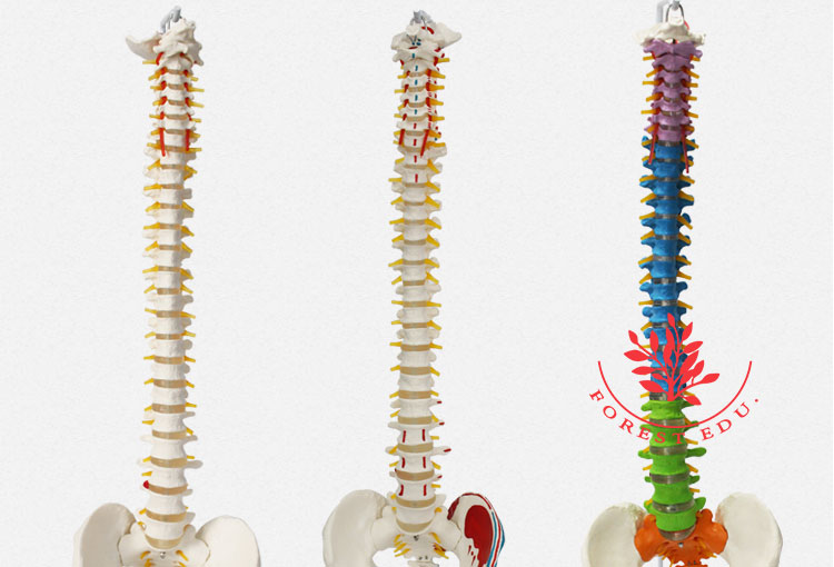 3d Spine Skeleton Models For Medical Science And Biology Education ...
