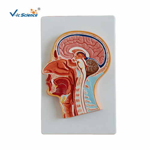 Median Section Of The Head Model, High Quality Median Section Of The ...