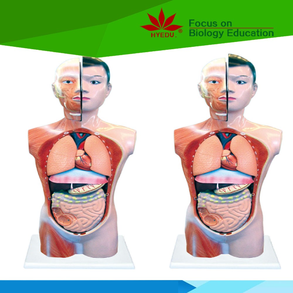 Medical Model Human Anatomy Torso With Head, Neck, And Trunk, High ...