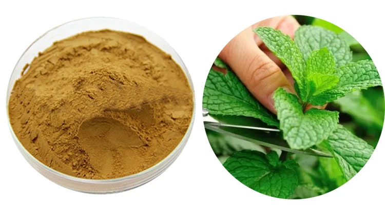Natural Peppermint Leaves Extract Powder, High Quality Natural ...