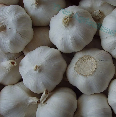 Normal White Garlics With Export Standards, High Quality Normal White ...