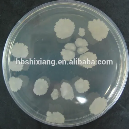 Probiotics Bacillus Subtilis Fermentation, High Quality Probiotics ...