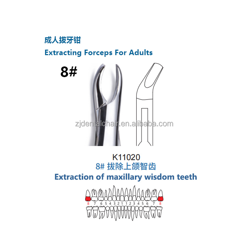 Upper Wisdom Teeth Forceps For Orthodontic Dental Laboratories, High ...