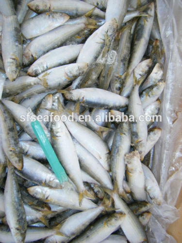 Frozen Ocean Fish Sardine, High Quality Frozen Ocean Fish Sardine on ...