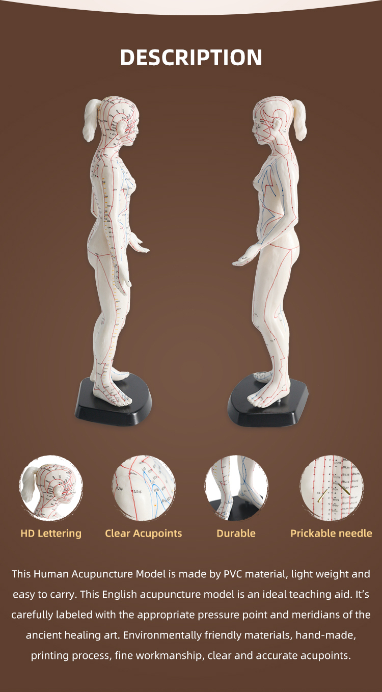 Tcm Teaching Model: Acupuncture And Massage Female Figure - 48cm Height ...