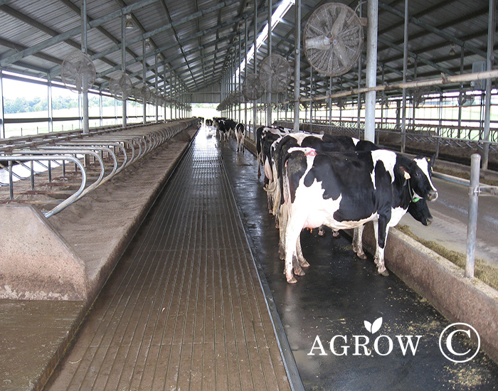 Weld Steel Tube Cattle Stalls, High Quality Weld Steel Tube Cattle ...