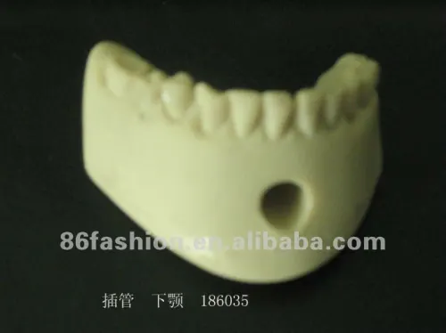 Plastic Human Teeth Model Medical Model, High Quality Plastic Human ...