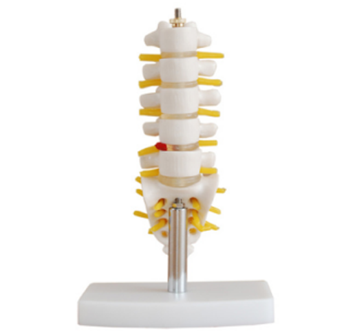 Model Of Small Lumbar Vertebrae With Caudal Spine, High Quality Model ...