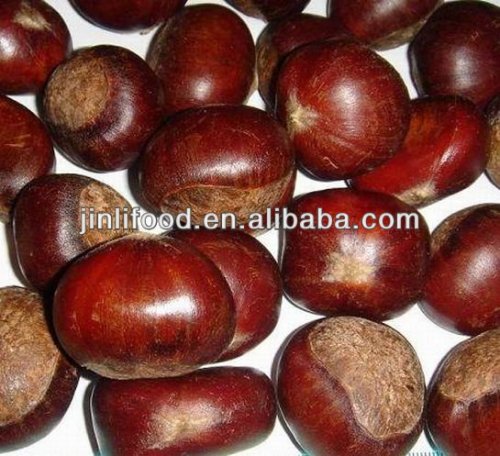 Types Of China Origin Chestnut In Shell, High Quality Types Of China ...