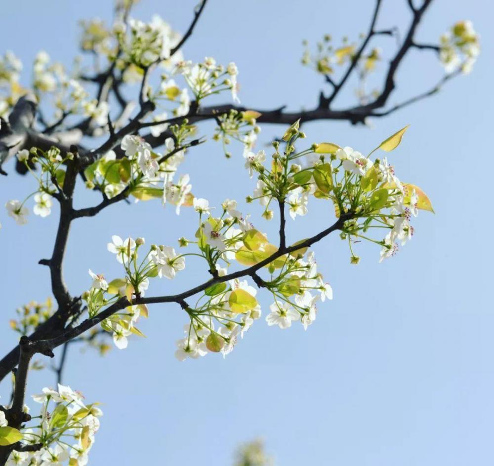 100% Natural Anti Inflammatory White Willow Bark Extract, High Quality ...