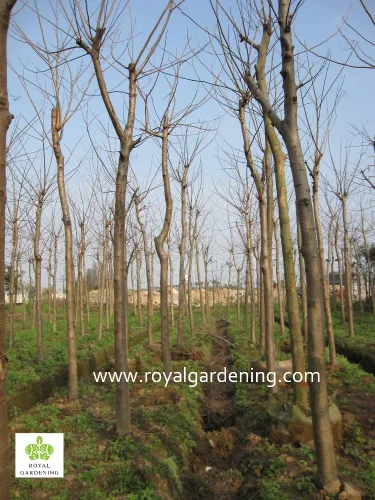 Delonix Regia Tropical Trees, High Quality Delonix Regia Tropical Trees ...