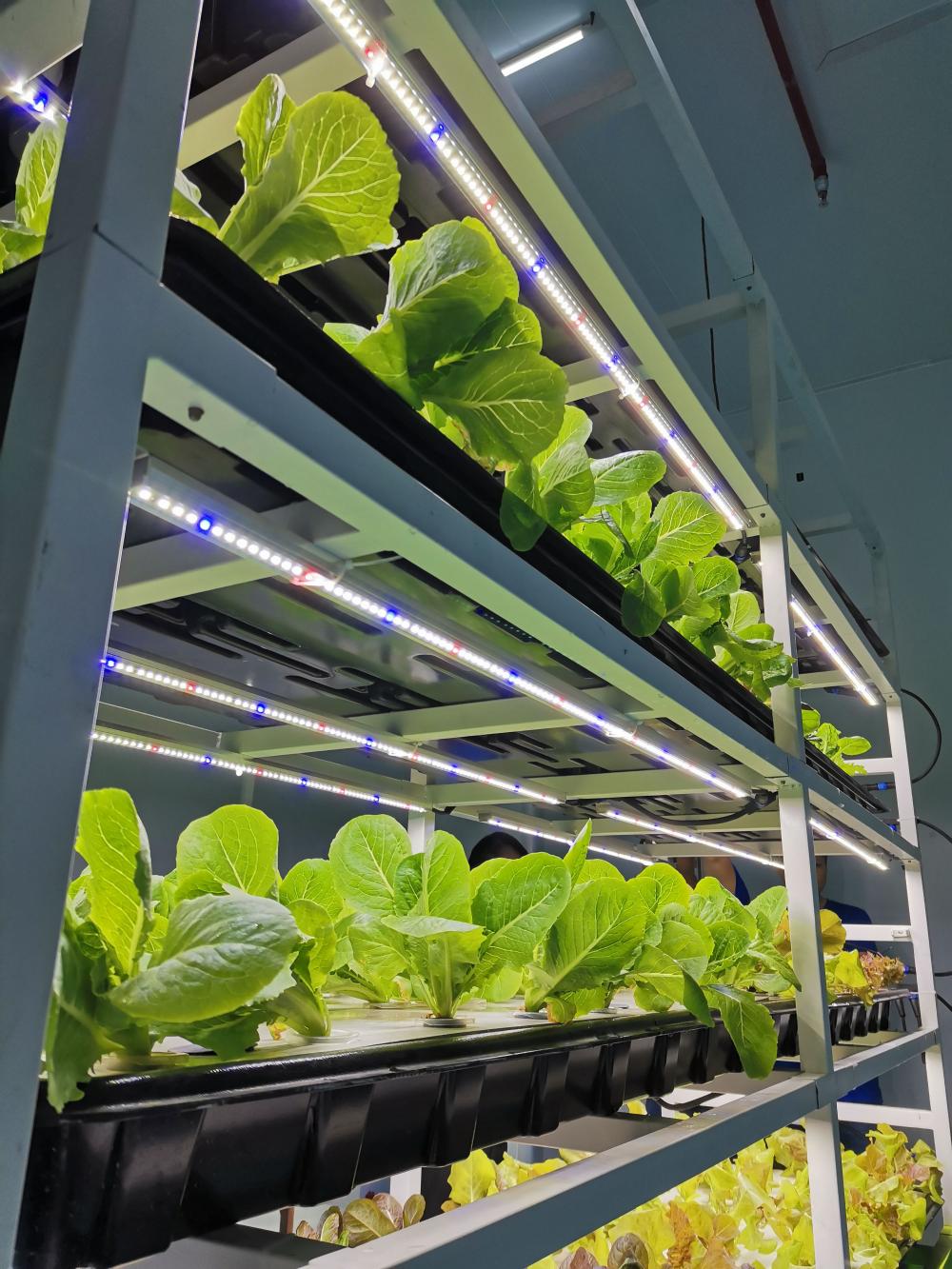 Horticultural Leafy Green Vertical Farm Led Grow Light, High Quality ...