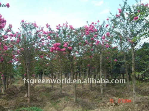 Lagerstroemia Indica Big Size Grafted Trees, High Quality Lagerstroemia ...