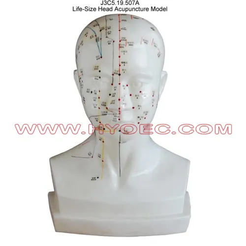 Life-size Head Acupuncture Model-j3c5.19.507a, High Quality Life-size ...