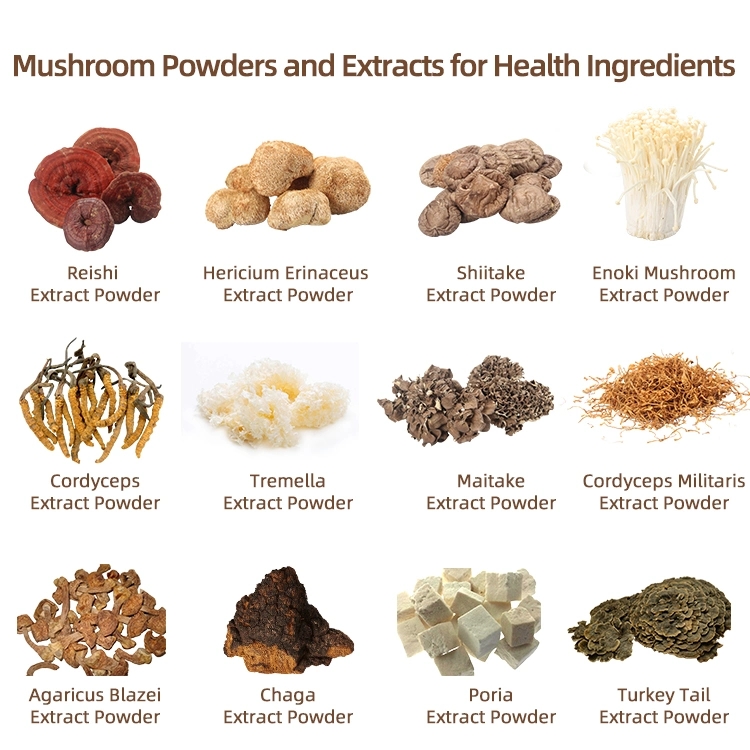 Supply Maitake Mushroom Extract Grifola Frondosa Mushroom Powder with ...
