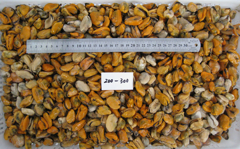Frozen Fish In Season Frozen Blue Mussel Meat Without Shell Supplier ...