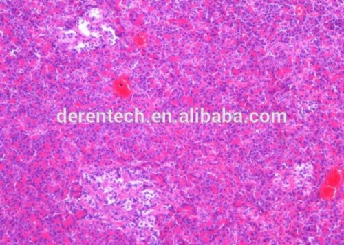 Human Histology Slides, High Quality Human Slides, High Quality Human ...