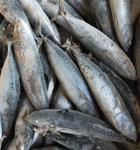 Frozen Fish Frozen Bonito Without Broken Skin, High Quality Frozen Fish ...