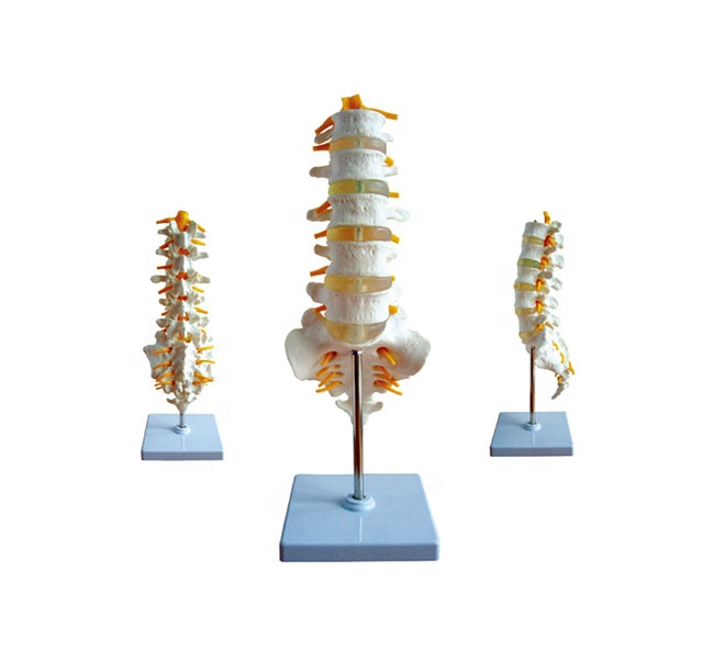 Plastic Spine Lumbar Vertebral Column Model For Education And Medical ...
