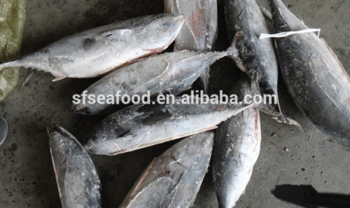 Bonito Tuna Powder, High Quality Bonito Tuna Powder on Bossgoo.com