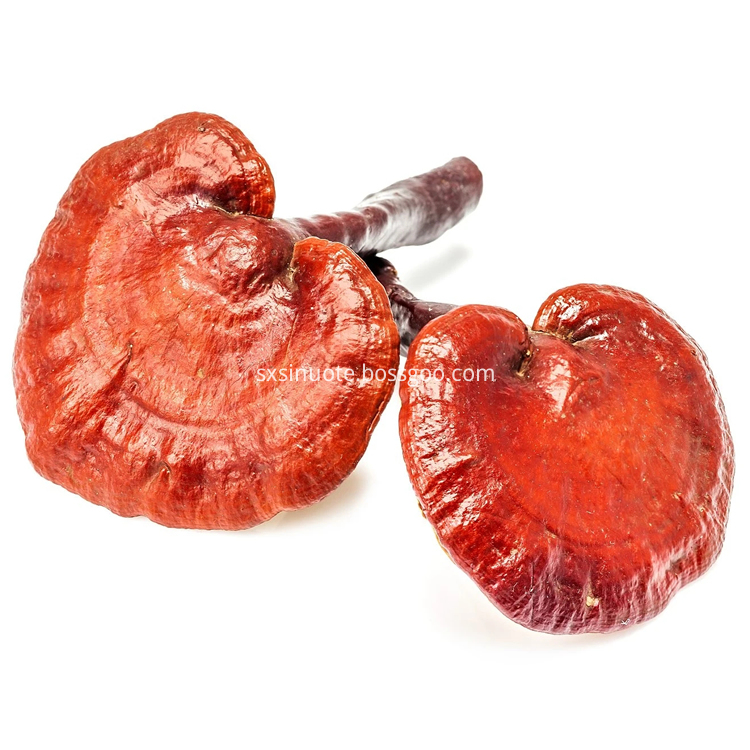 ผนังแห้ง Ganoderma Lucidum Spore Powder Reishi คุณภาพสูง ผนังแห้ง ...