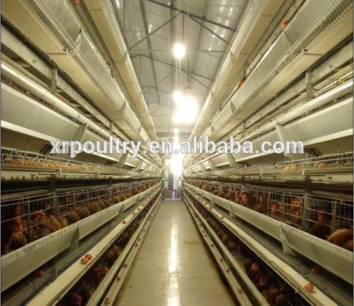 Layer Egg Chicken Farm House Design, High Quality Layer Egg Chicken ...