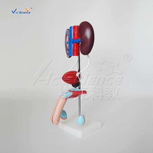 Male Urogenital System Anatomy Model, High Quality Male Urogenital ...